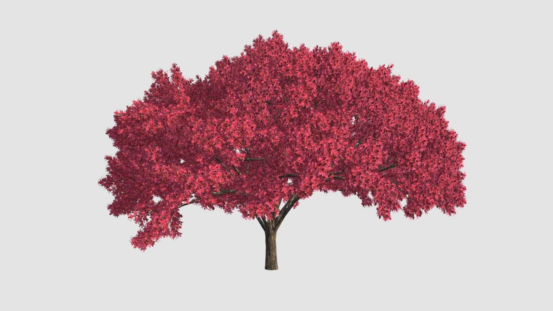 Cherry tree Plant - Buy Royalty Free 3D model by Evermotion [0096f9e ...