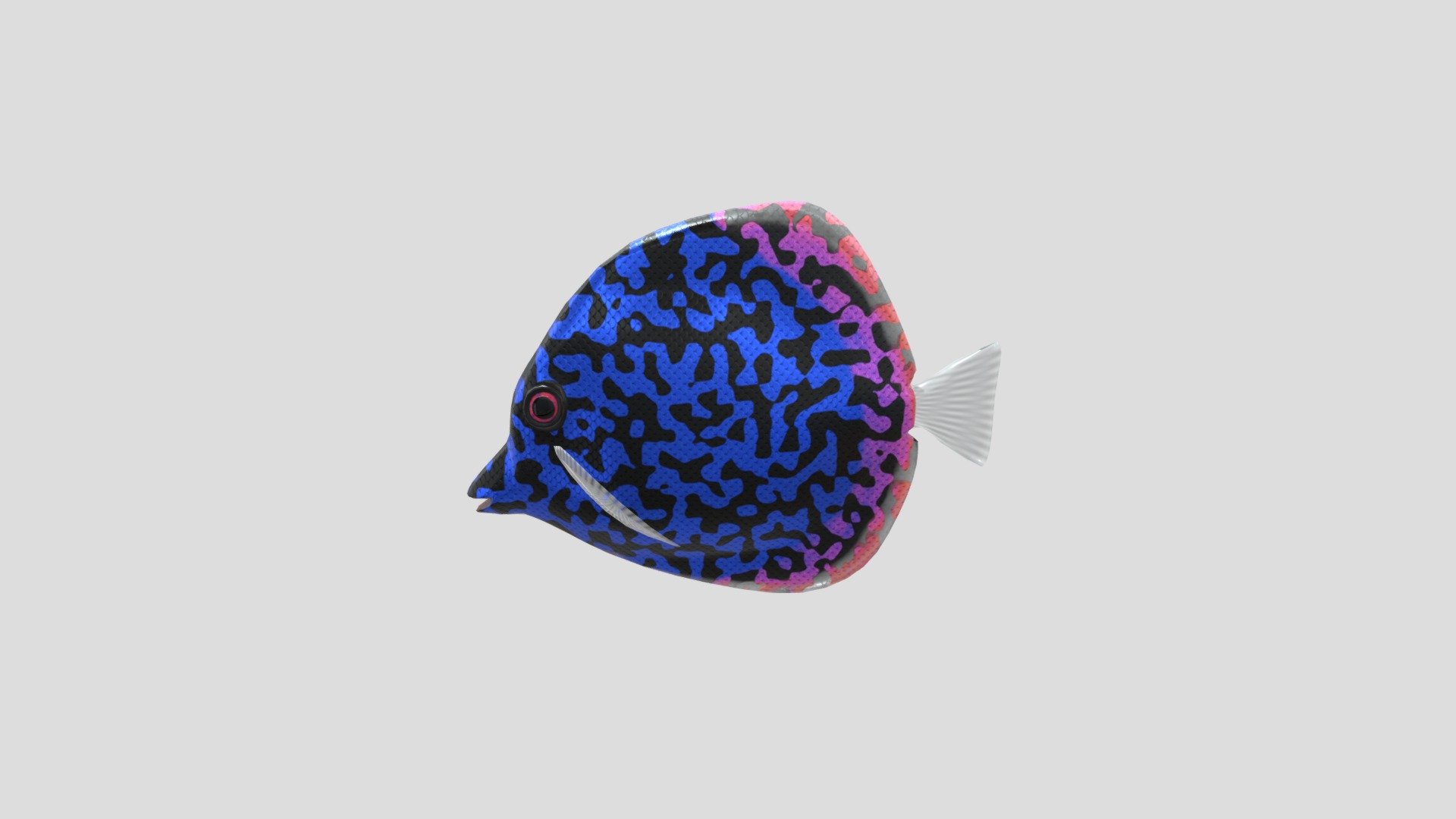 Discus Fish - Download Free 3D model by cgwhiteford [009aa9e] - Sketchfab