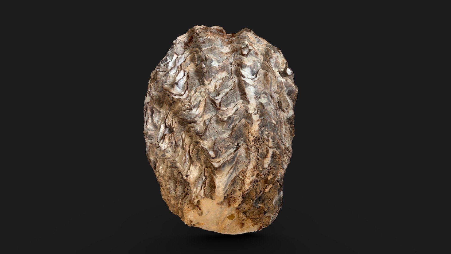 Spined Gryphaeid Oyster (Hyotissa hyotis) - 3D model by Patrick ...