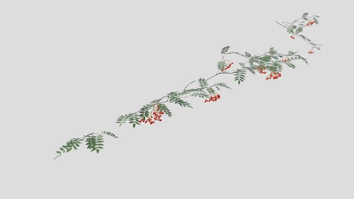 Twigs 3D models - Sketchfab