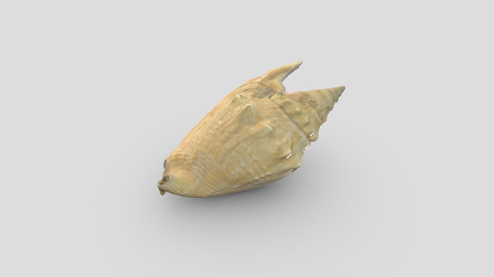 Strombus aurisdianae - 3D model by Herman Ottó Múzeum ...