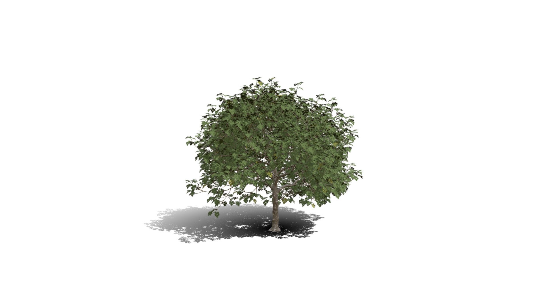 Realistic HD Common fig tree (4/30) - Download Free 3D model by ...