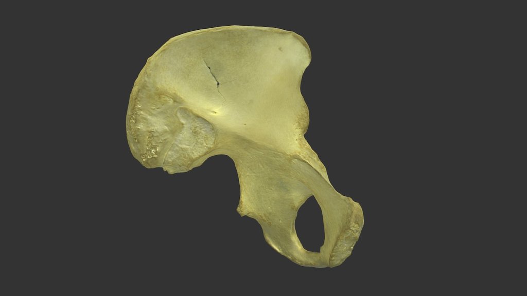 Right Coxal Bone with Texture - 3D model by Wellesley College ...