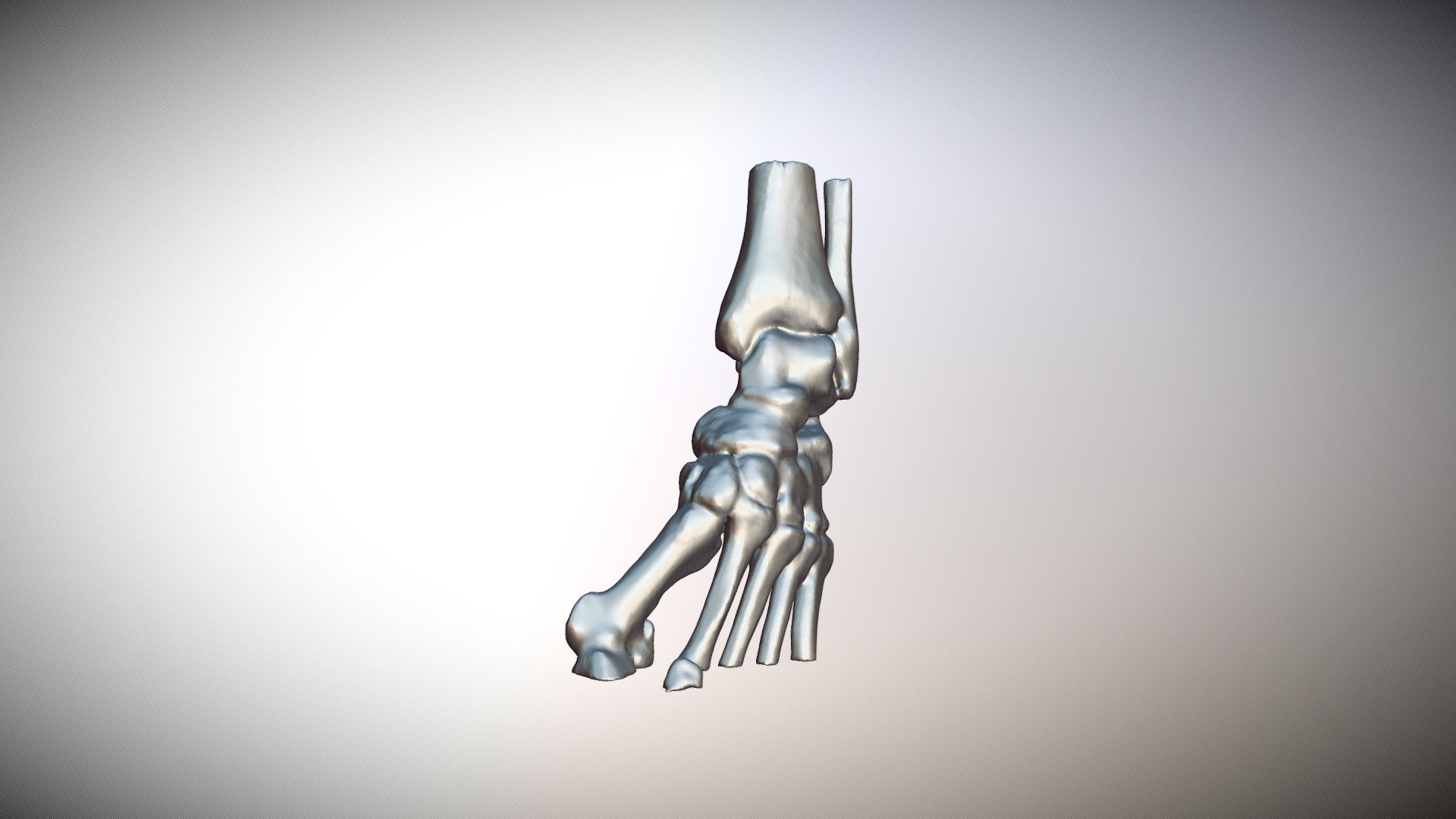 Ankle model - 3D model by Plamen Peev (@plam3n) [00b2632] - Sketchfab