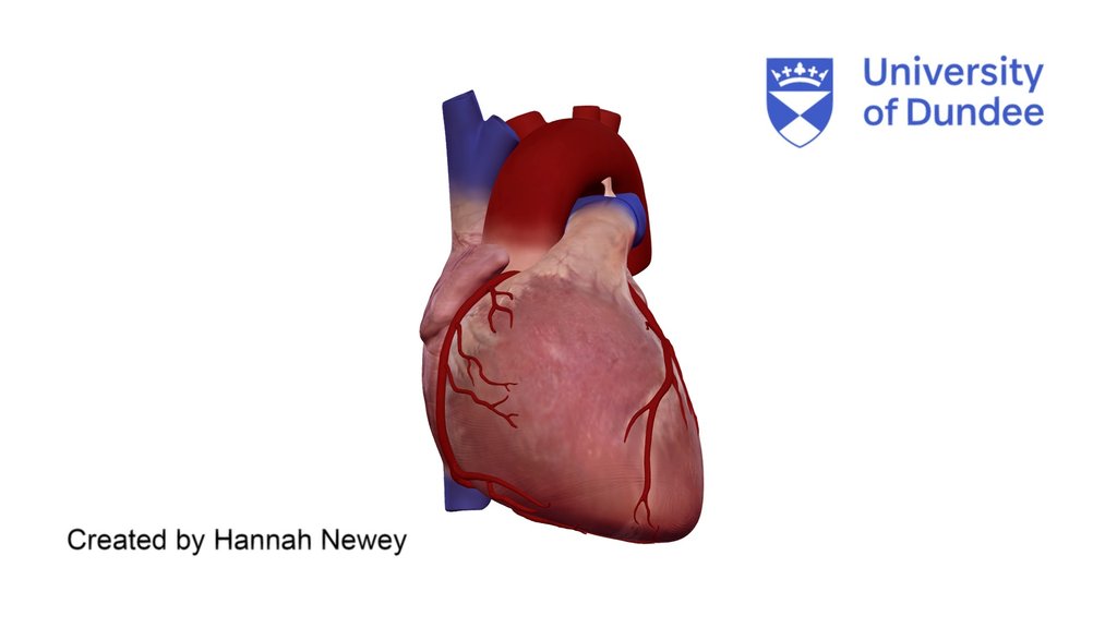 Cardiac Anatomy - A 3D model collection by University of Dundee, CAHID ...