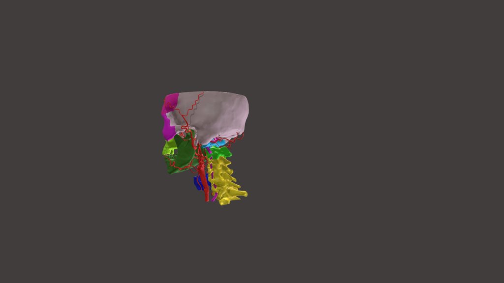 Head - A 3D model collection by Z-Anatomy - Sketchfab