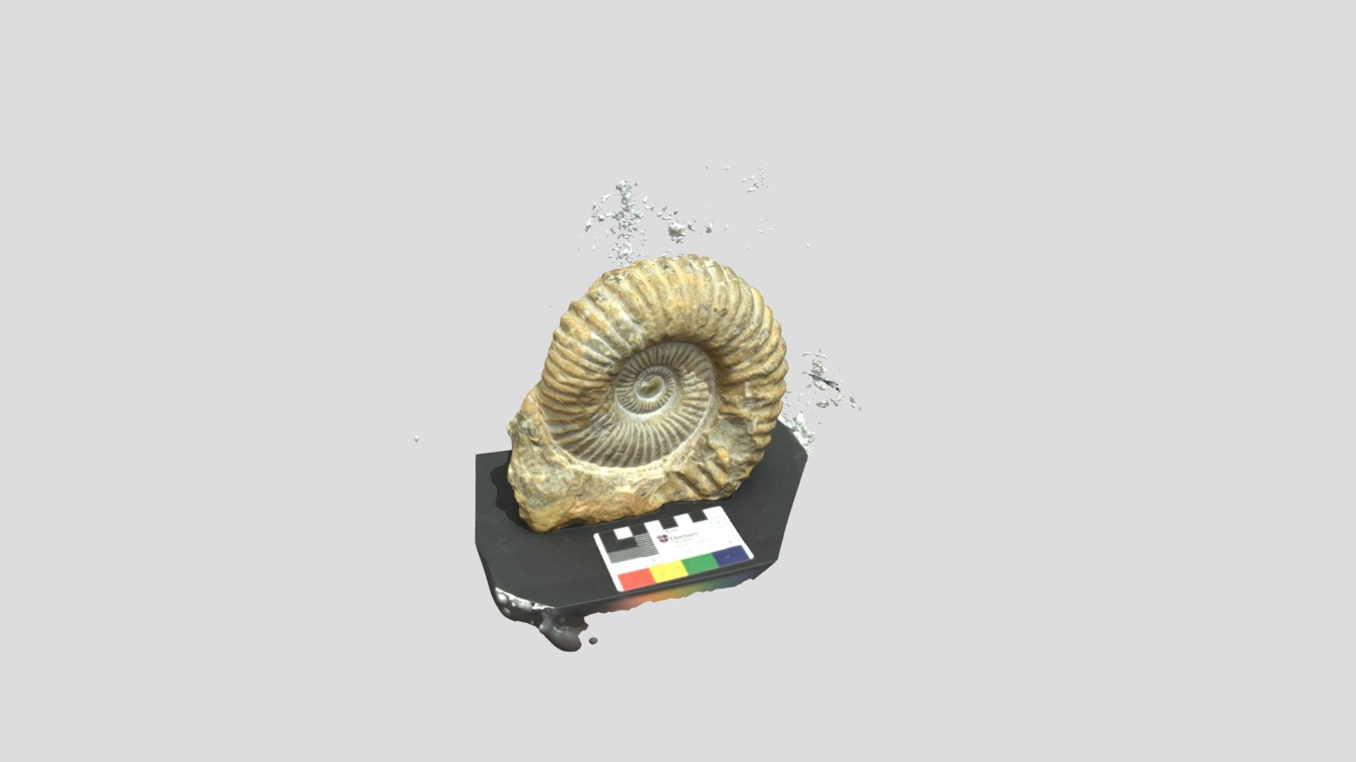 Ammonite - Download Free 3D model by embeegee [00bb5fb] - Sketchfab