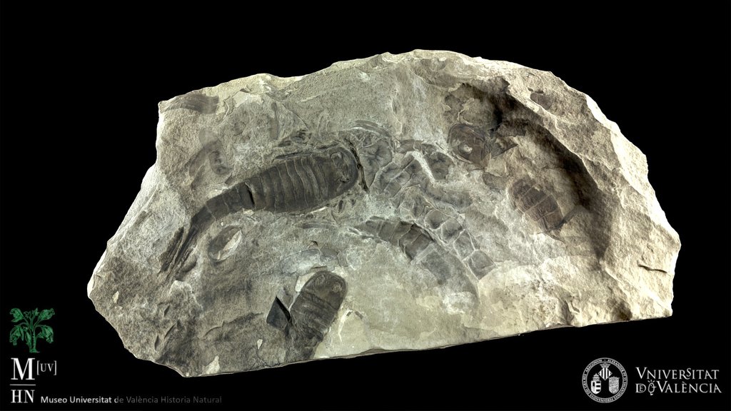 Fossil Arthropod Collection from the MUVHN - A 3D model collection by ...