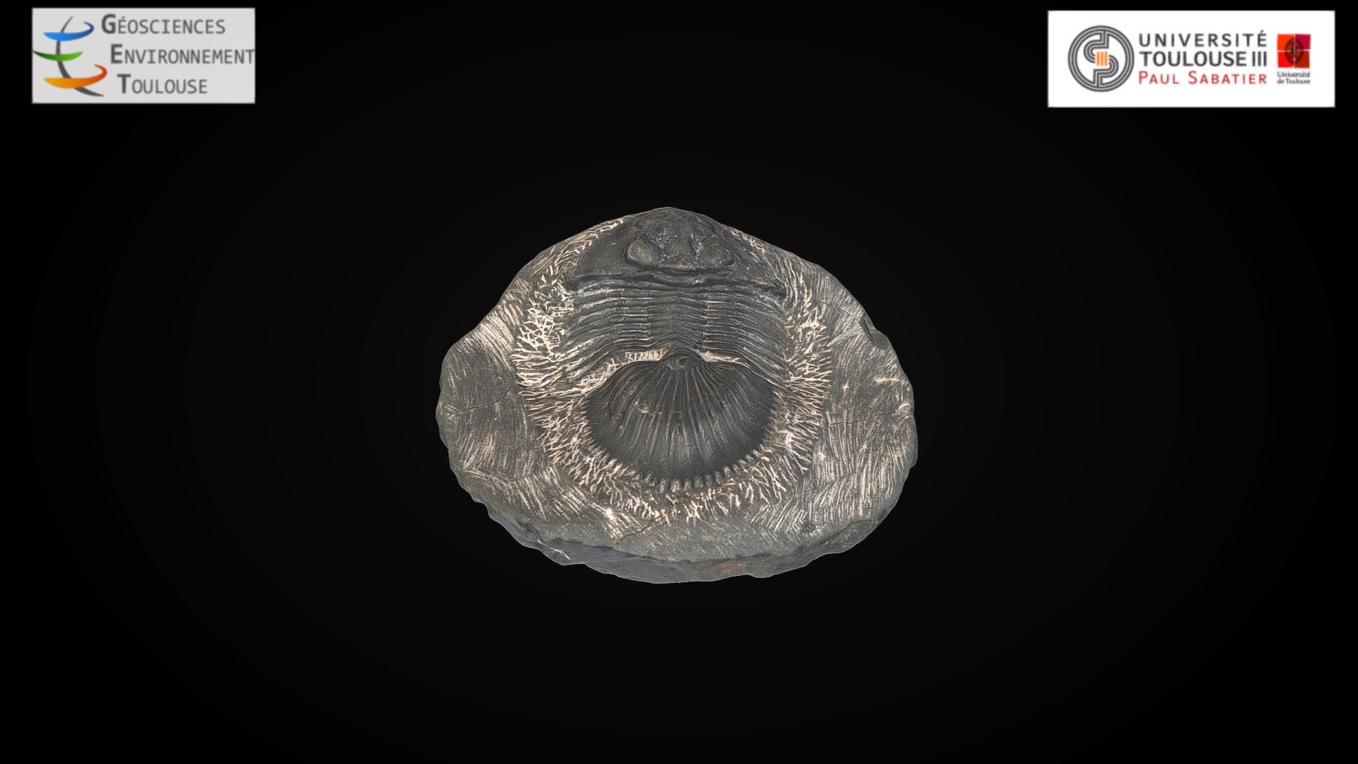 trilobite - Download Free 3D model by Marc de RAFELIS (@derafelis ...