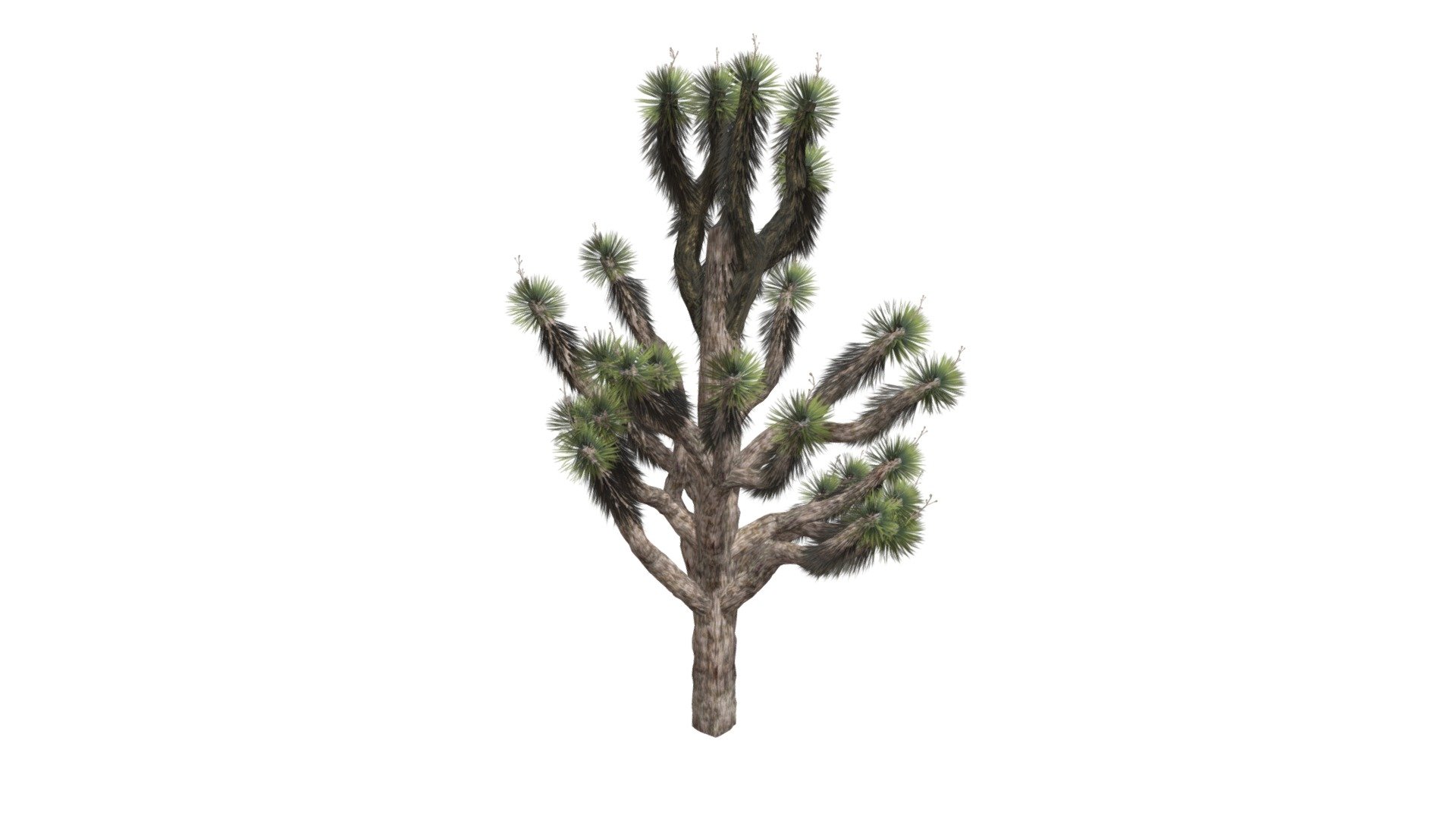 Joshua Tree #01 - Buy Royalty Free 3D model by meshshape [00c6128 ...
