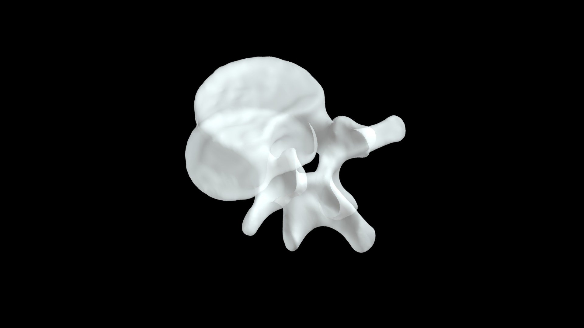 Lumbar Vertebra (L1) - 3D model by Terrie Simmons-Ehrhardt ...