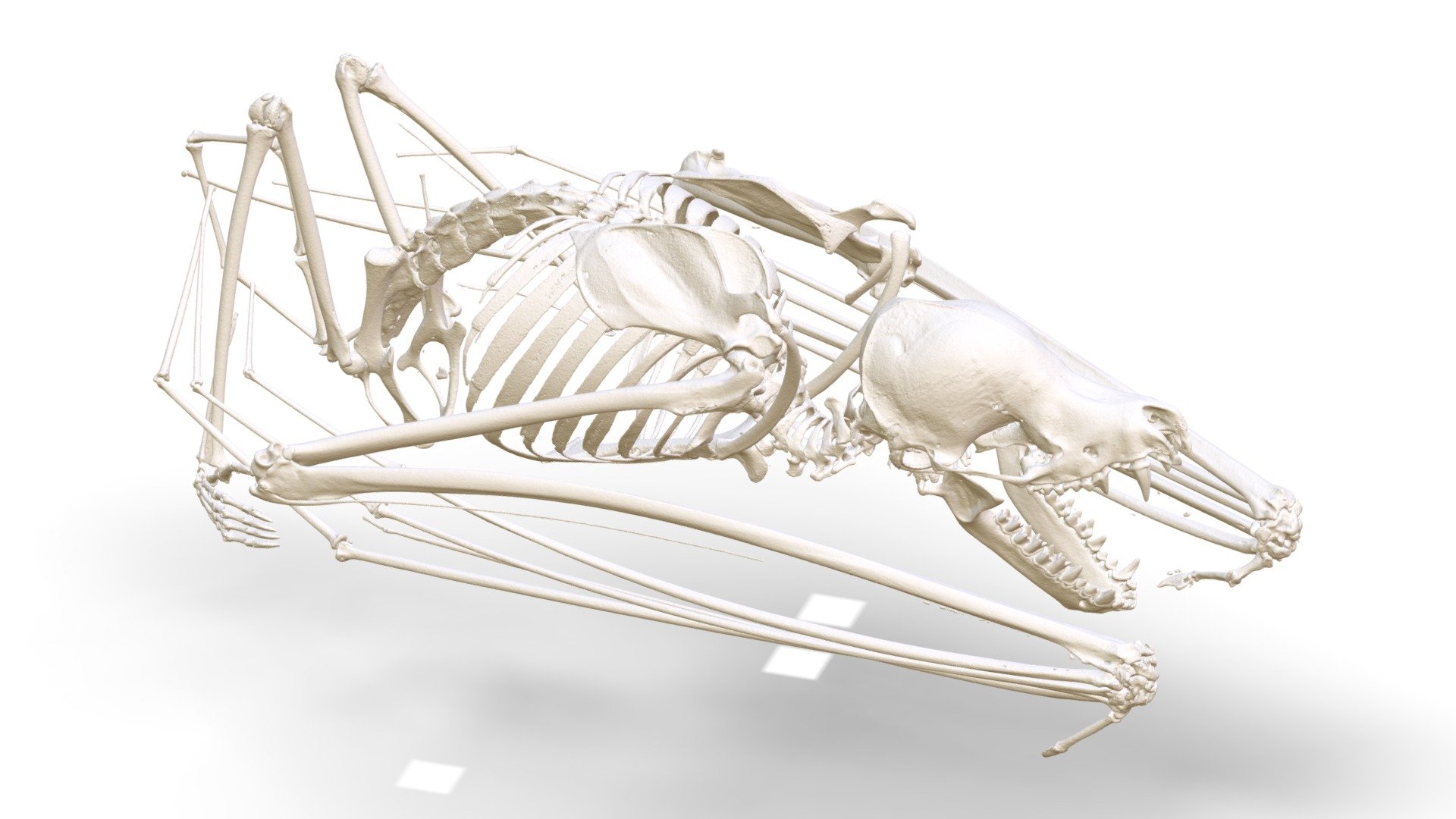 Myotis sp. (MSB:Mamm:262091) - 3D model by Biodiversity [00cb73e ...