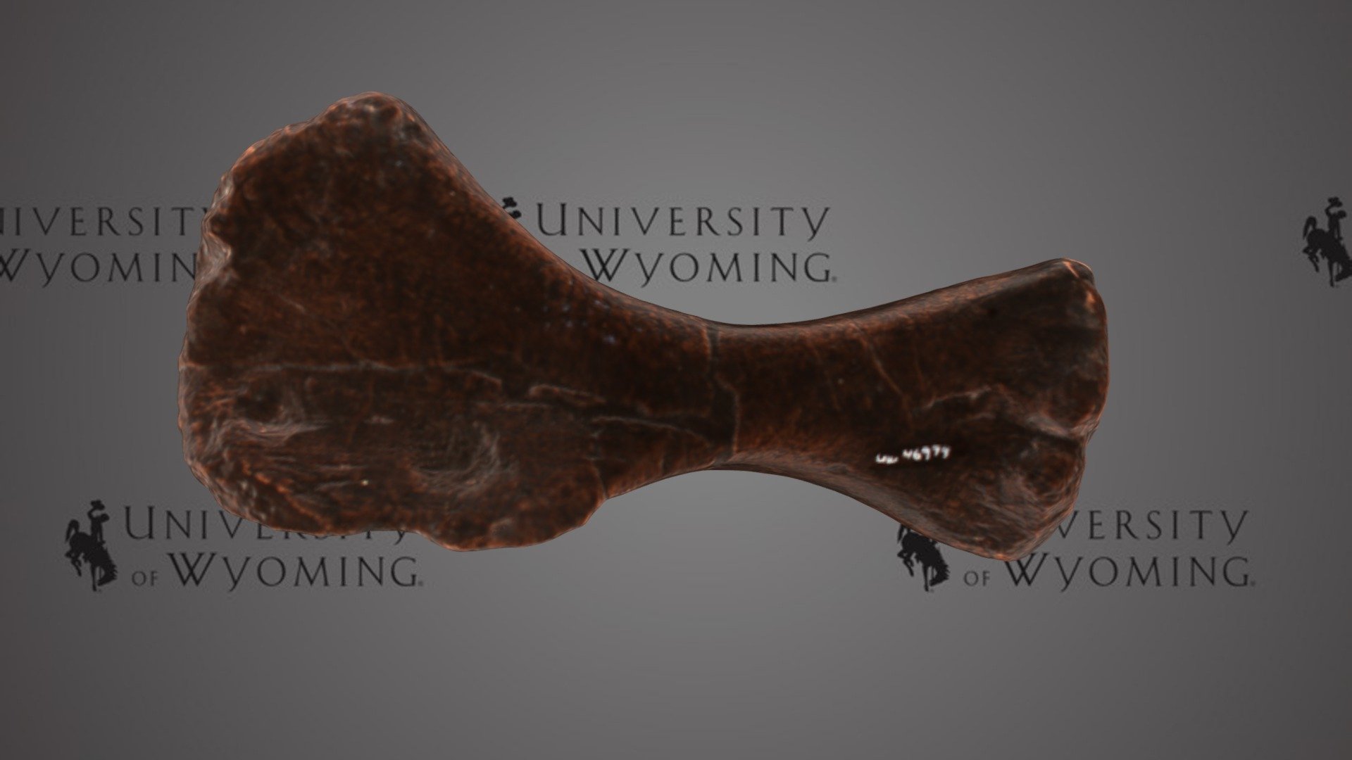 UW 46974 E - Apatosaurus parvus, Limb - Download Free 3D model by ...