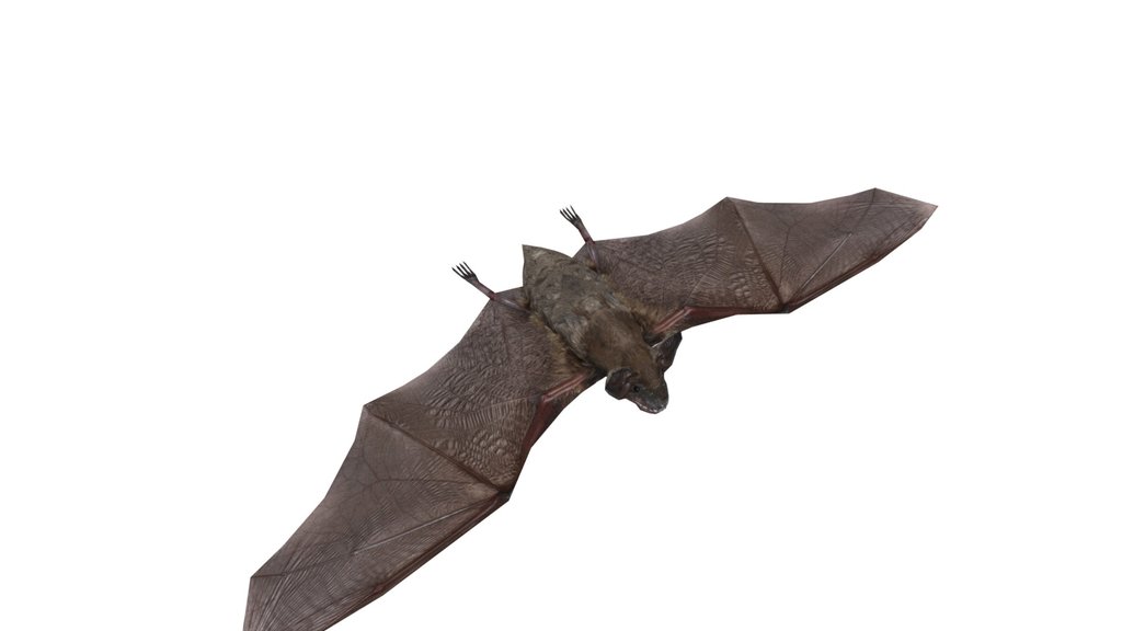 vampire bats - A 3D model collection by papamurf306 - Sketchfab