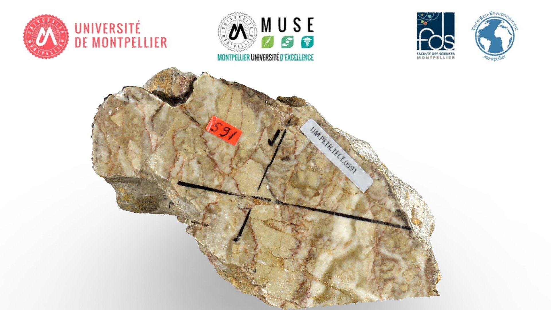 TectoUM - 591 - 3D model by Université Montpellier - Géosciences [00d32f9] - Sketchfab