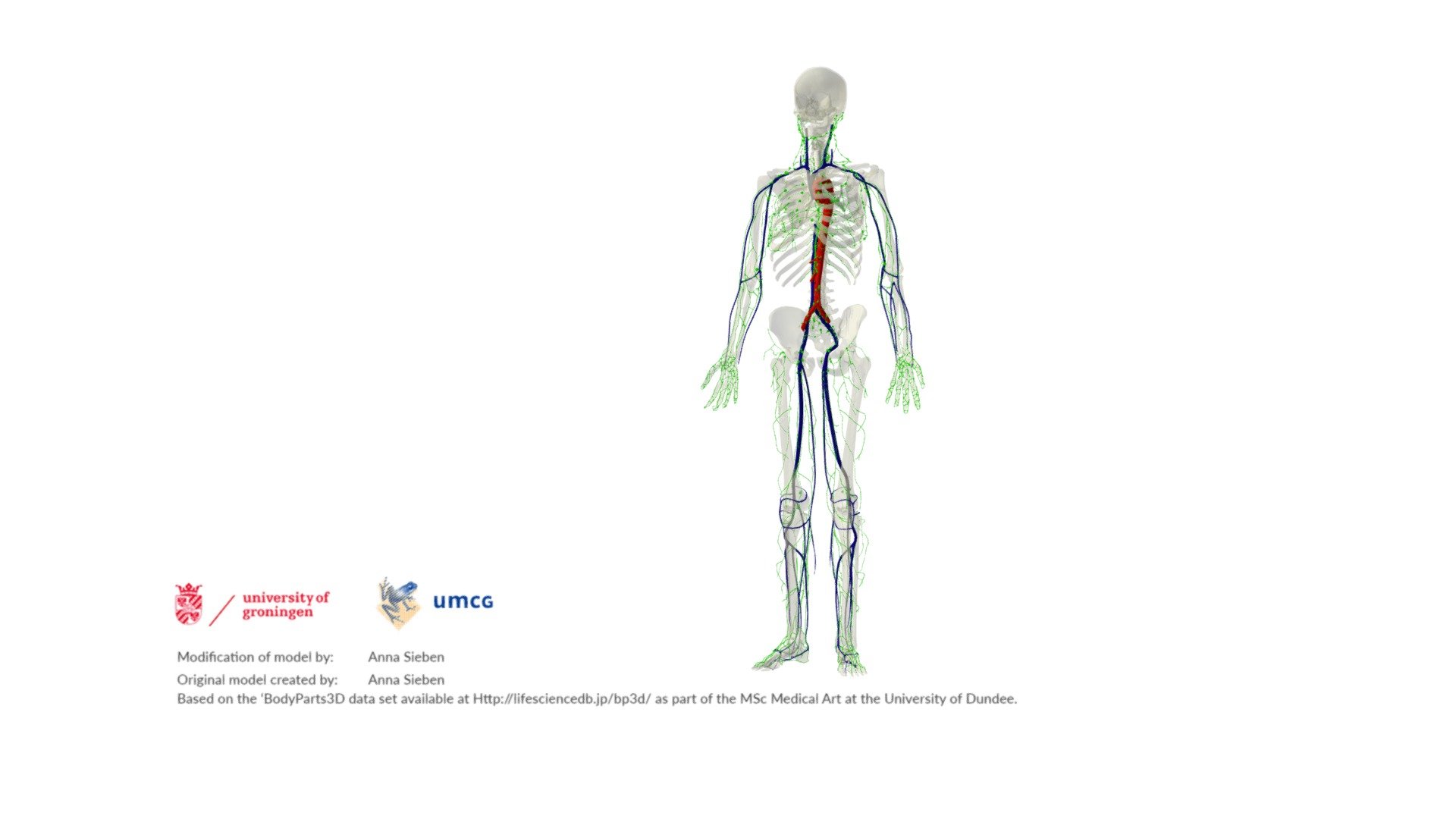 Lymphatic System: an overview - Download Free 3D model by E-learning ...