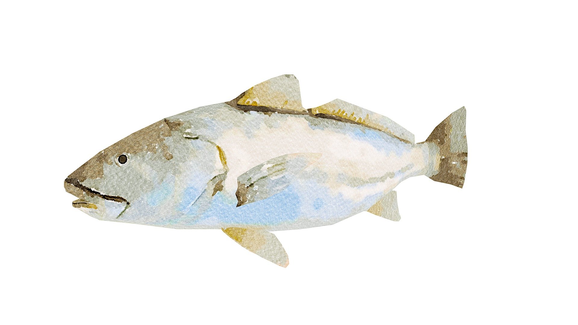 Corvina illustration - 3D model by josluat91 [00d97e9] - Sketchfab