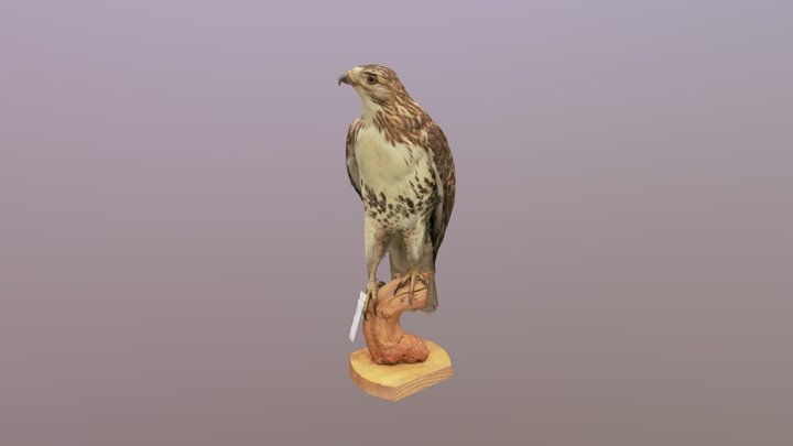 Red-tailed-hawk 3D models - Sketchfab
