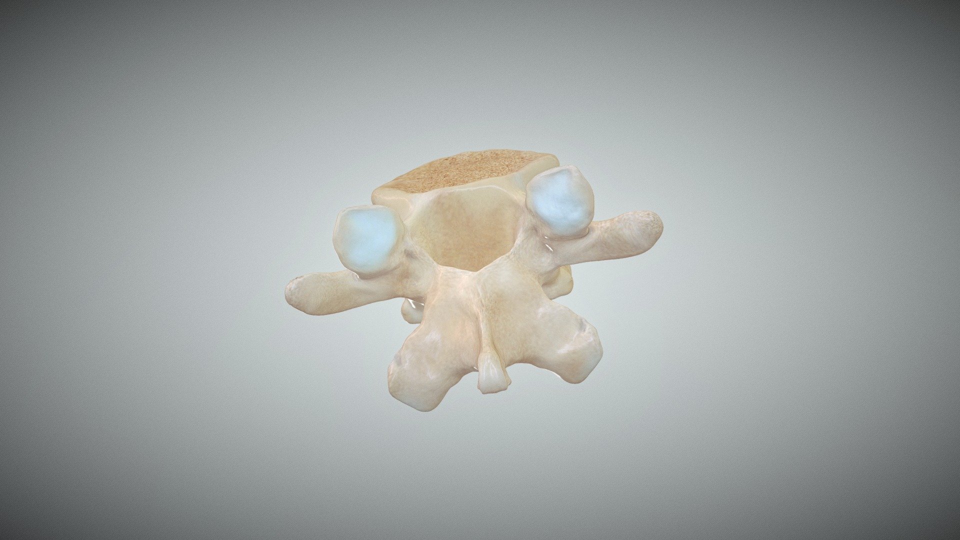 L4 Vertebrae - 3D model by blendedlearning @LTHTR (@blendedlearning ...