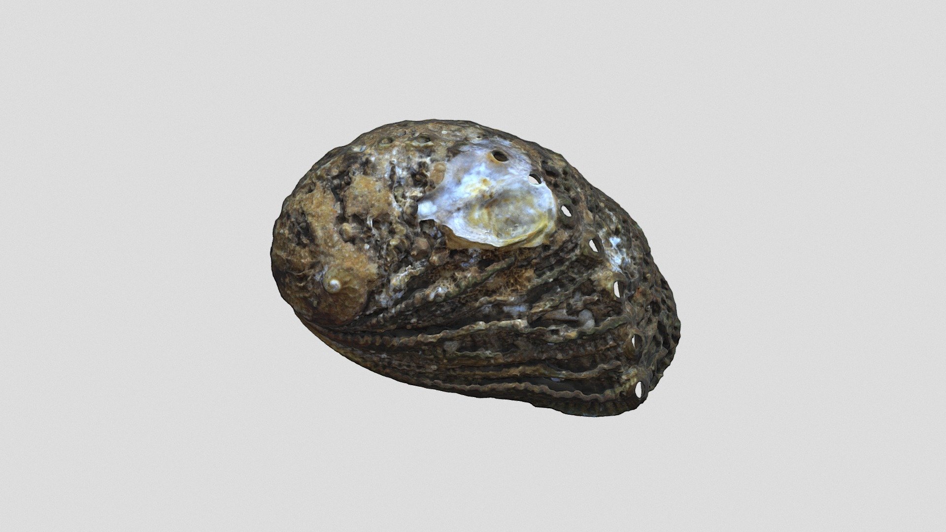 Haliotis GA9 - Download Free 3D model by Atlante virtuale 3D Geoscienze ...