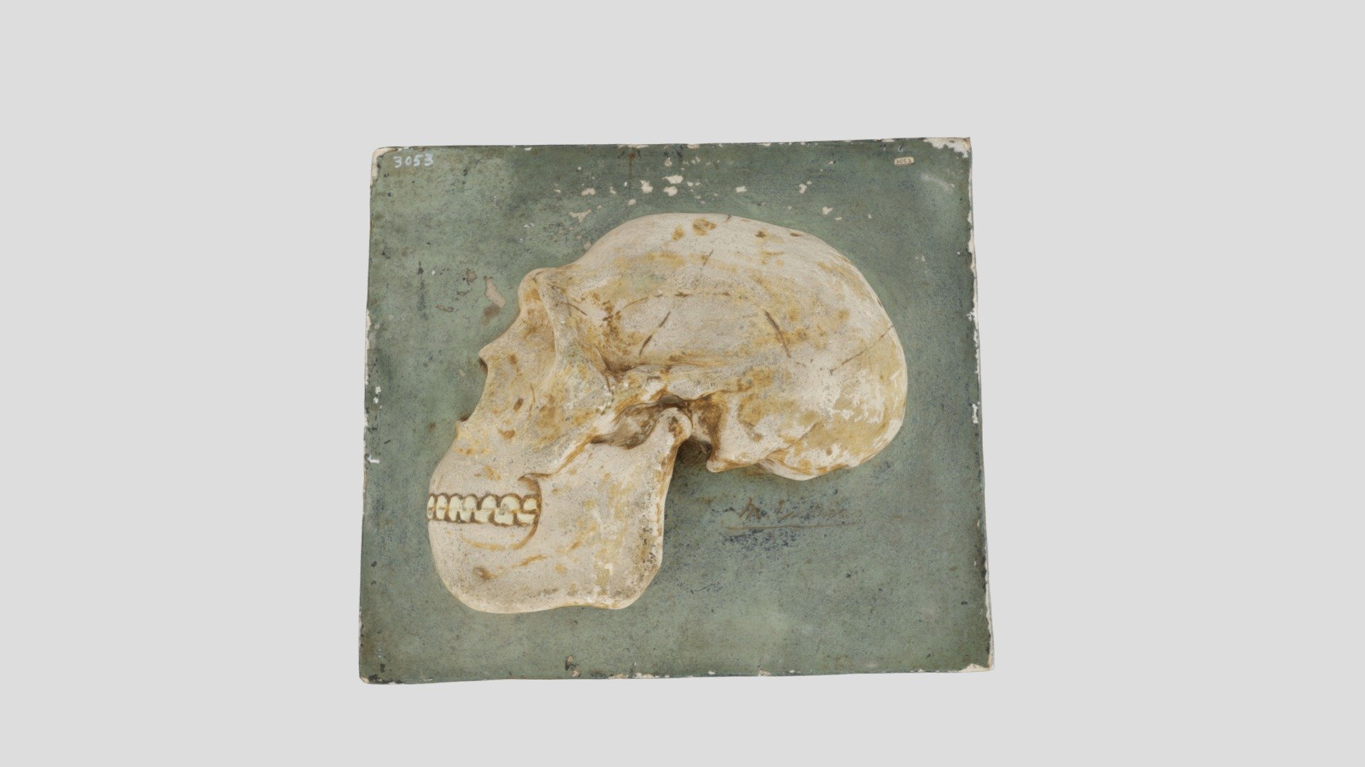 Reconstrucao Facial Homo Erectus