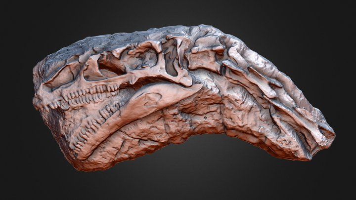Archosaur 3D models - Sketchfab