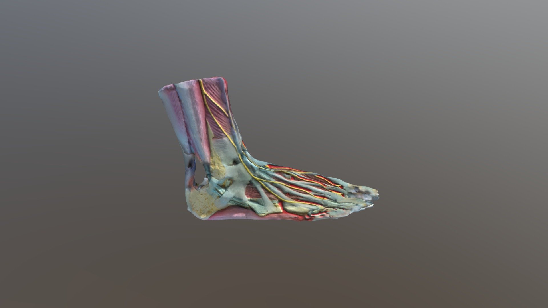 Foot - Download Free 3D model by jkane326 [00e5333] - Sketchfab