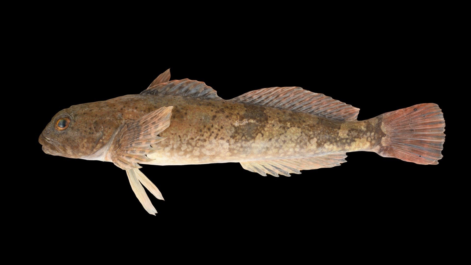 CC0 カジカ大卵型 🐟 Japanese Fluvial Sculpin - Download Free 3D model by ffish ...