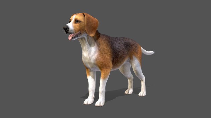 Beagle 3D models - Sketchfab