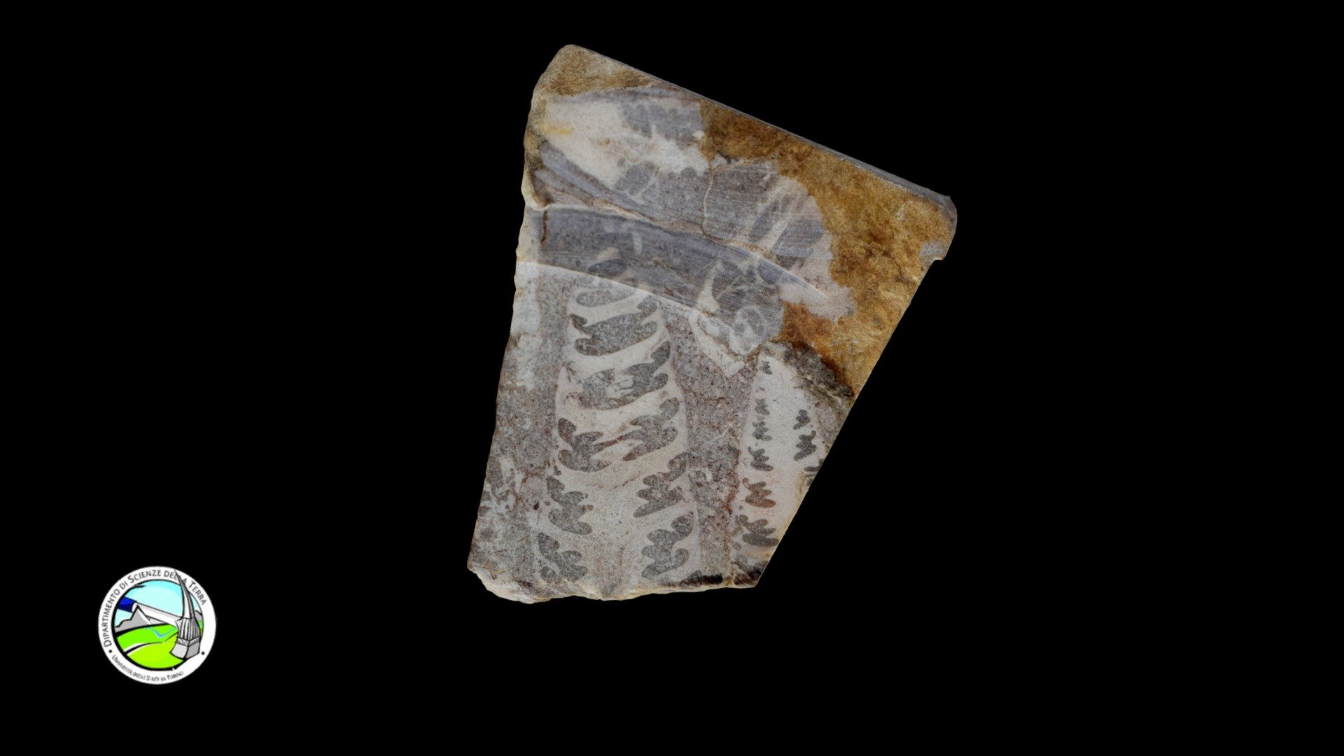 Nerinea - 3D model by Dipartimento di Scienze della Terra - UniTo ...