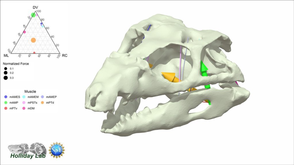 Jaw Muscle Evolution in Crocs - A 3D model collection by Holliday Lab ...