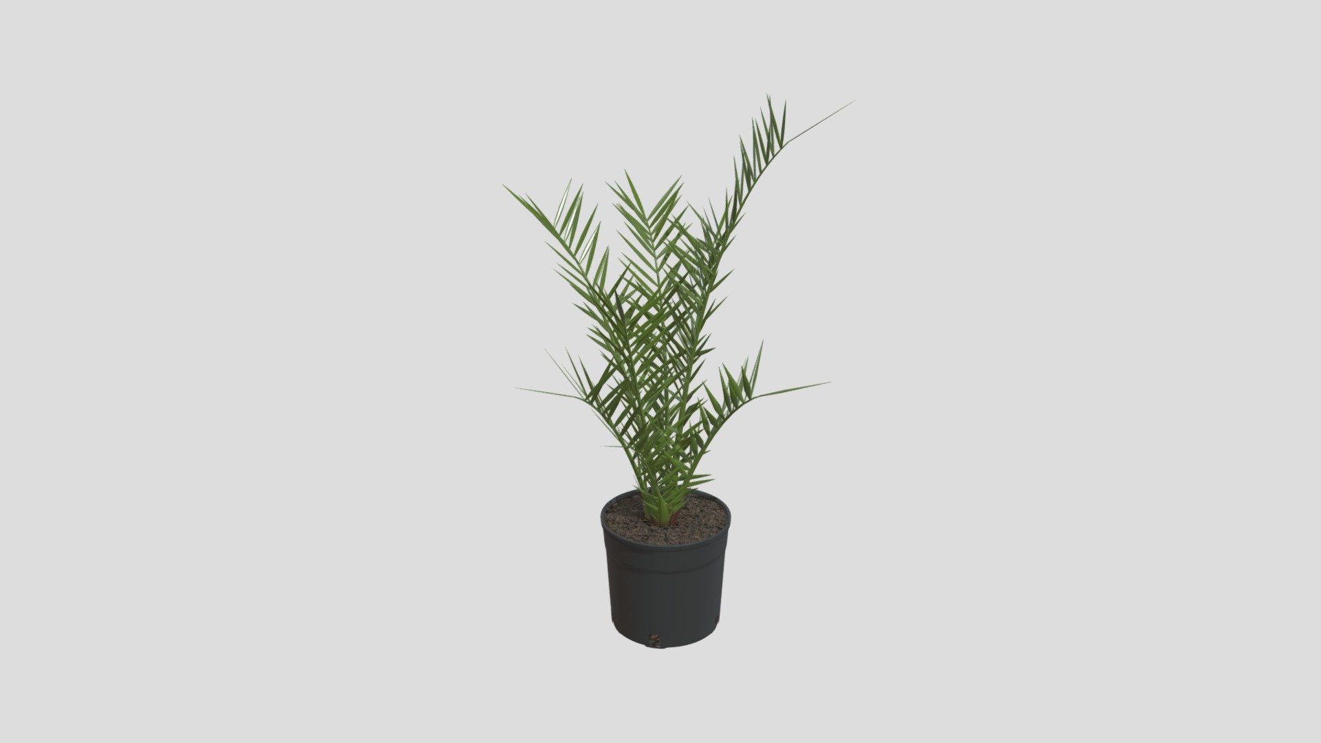 Canary Island date palm 3D Model - Buy Royalty Free 3D model by ...