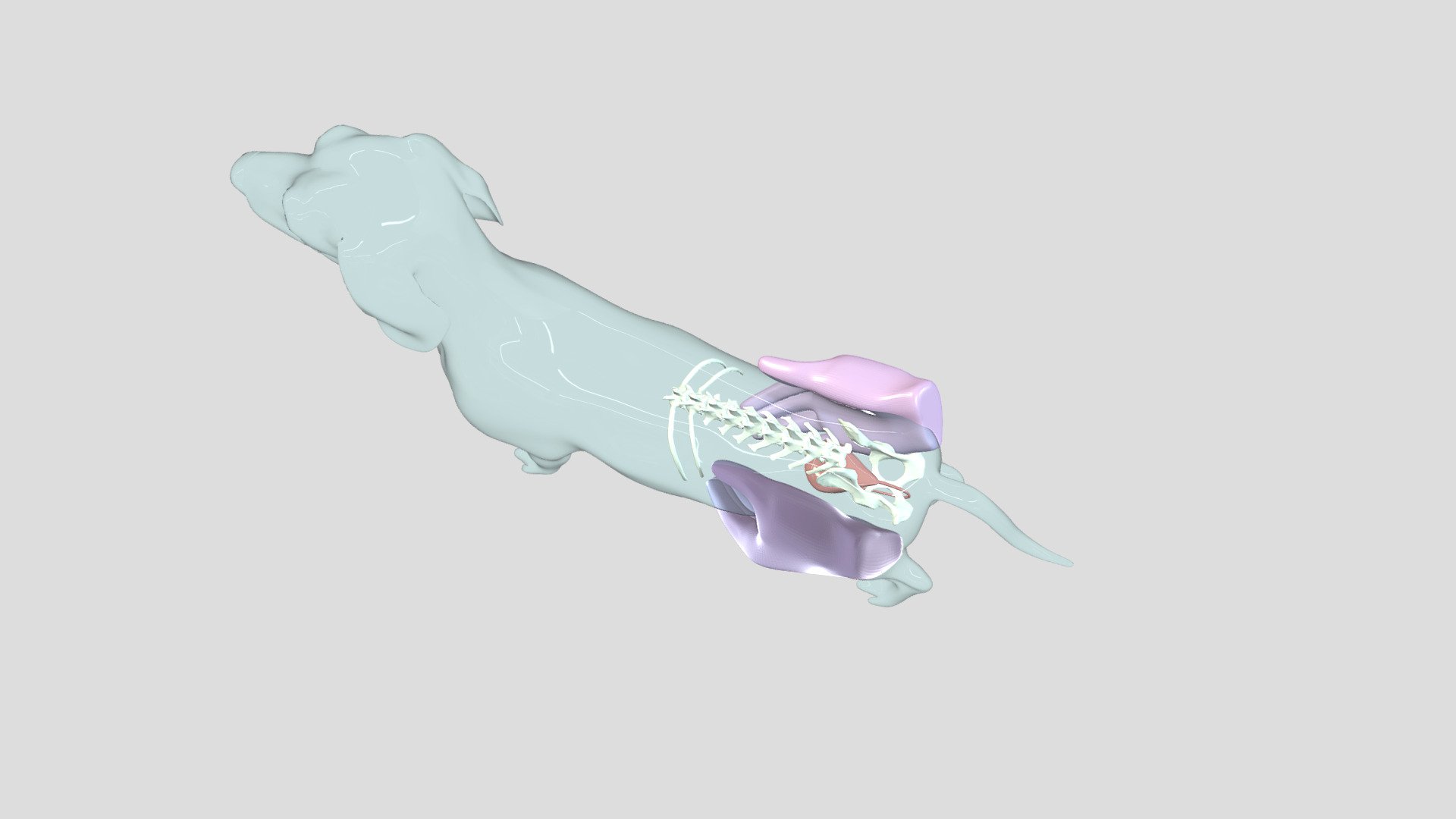 Male Small Breed Canine Bladder Expression - 3D model by eschaf4 ...