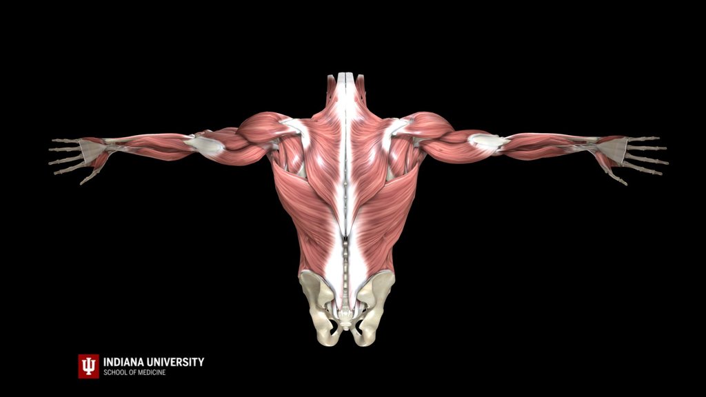 anatomy - A 3D model collection by BeyondFormless - Sketchfab