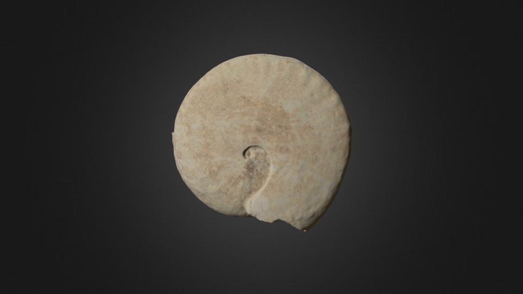 Halorites macer - 3D model by timastrop [0103e4d] - Sketchfab