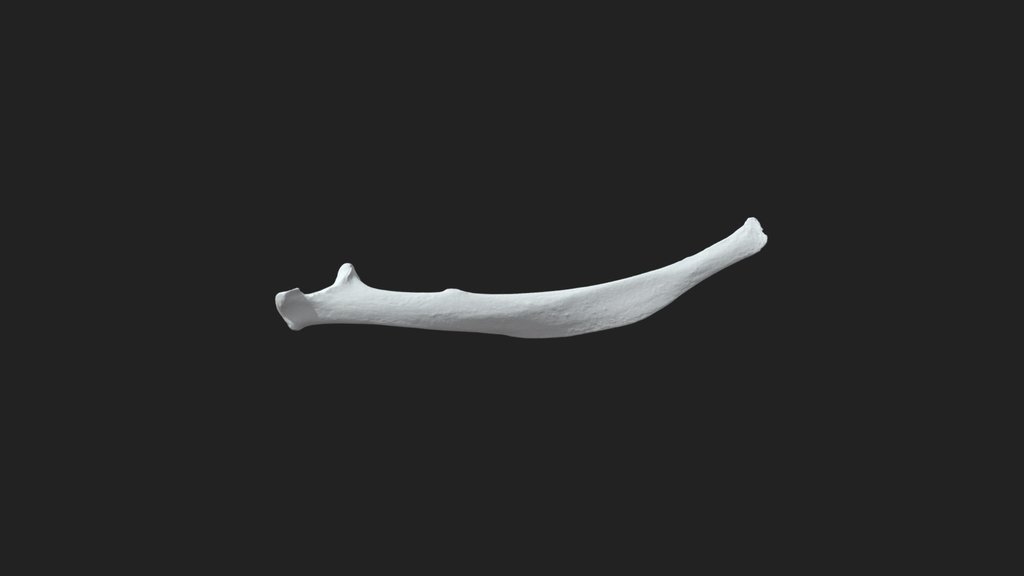 scapula - A 3D model collection by suu333192 - Sketchfab
