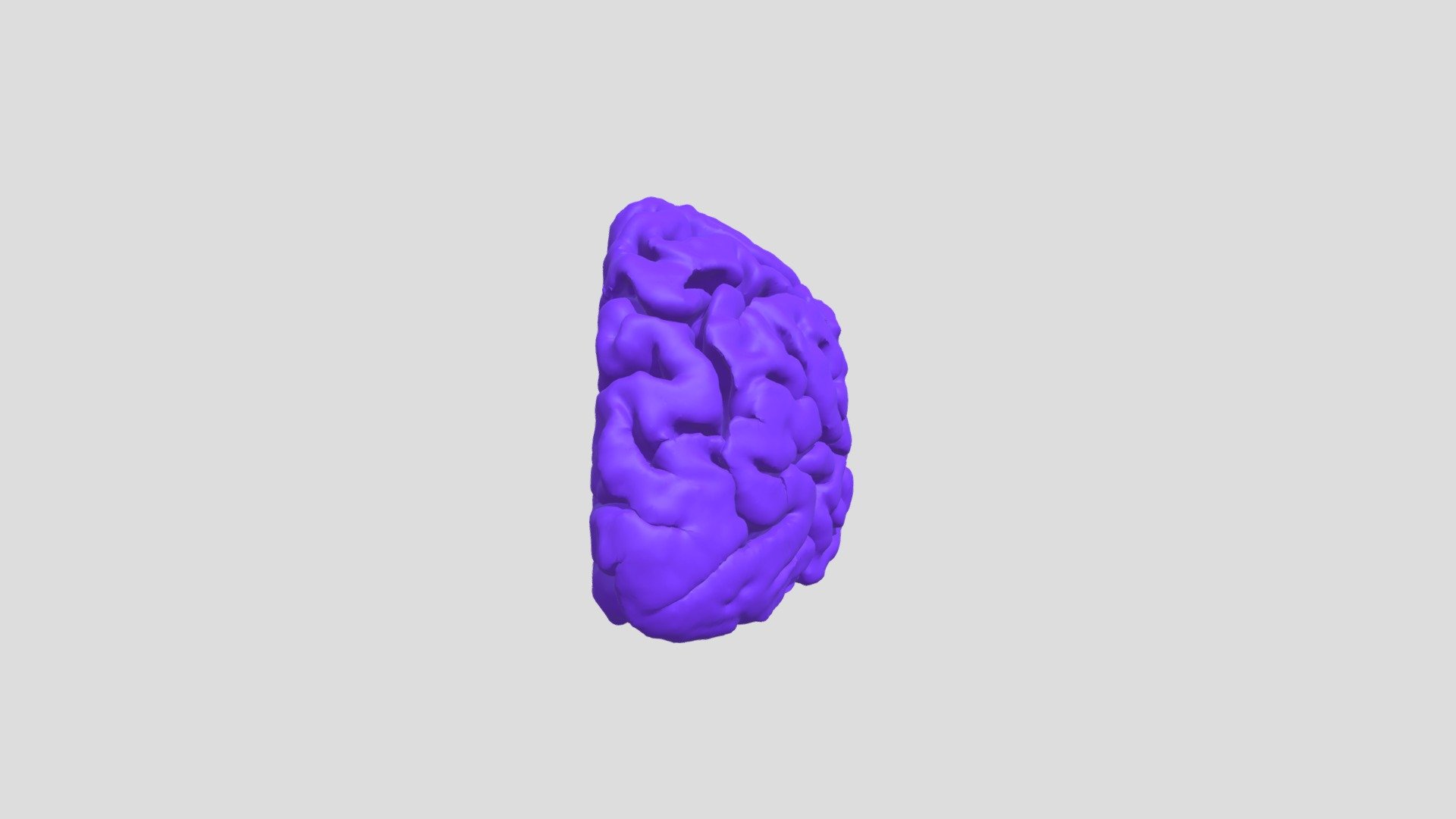 Cerebral Cortex- AP Psychology - 3D model by allenjm [010dfd2] - Sketchfab