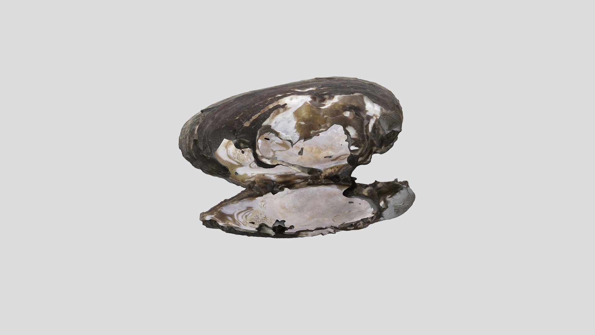 Freshwater Mussel Shells - 3D model by emilyterrell [010f407] - Sketchfab