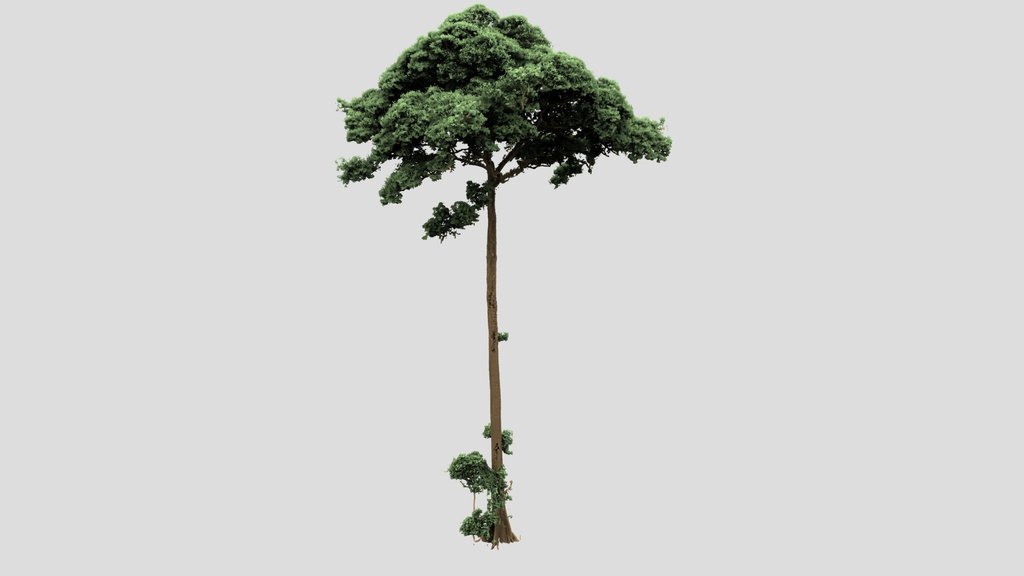 TLS trees - A 3D model collection by kungphil - Sketchfab