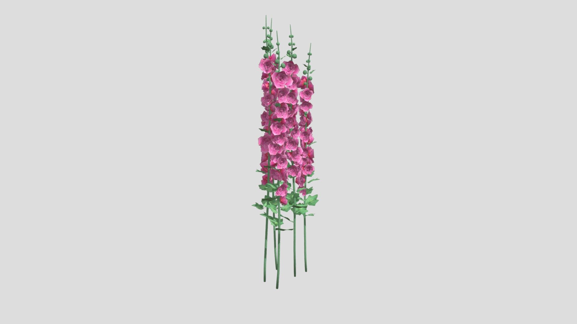 Alcea rosea Chaters Double Pink Stokkrose - Buy Royalty Free 3D model ...