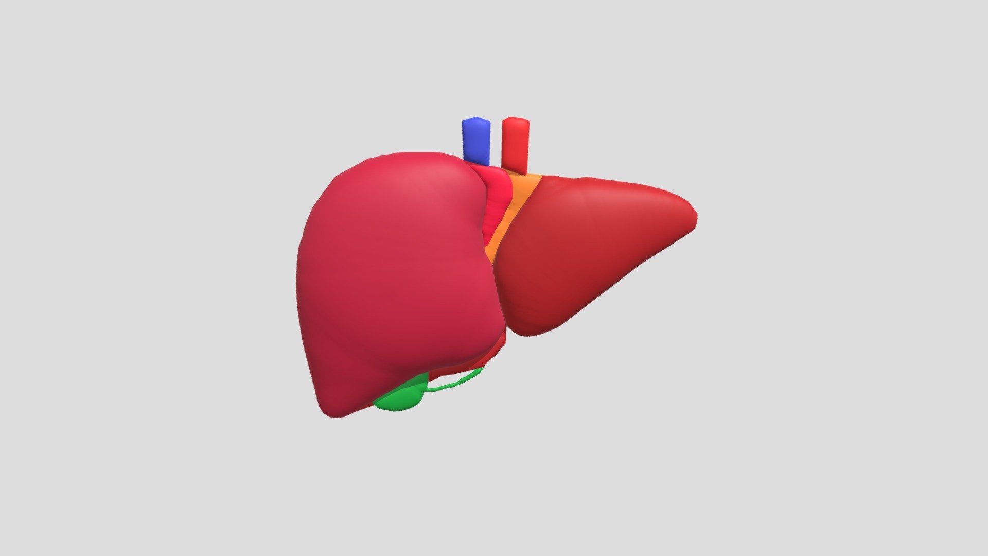 Liver 3D - 3D model by Alfi Fauzan Amsal (@alfifauzan) [0116ef0 ...