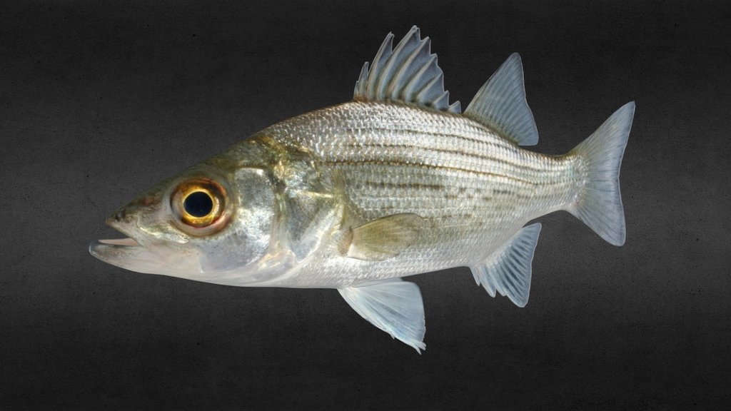 White Bass (Morone chrysops) - 3D model by 3dsam79 [011a946] - Sketchfab