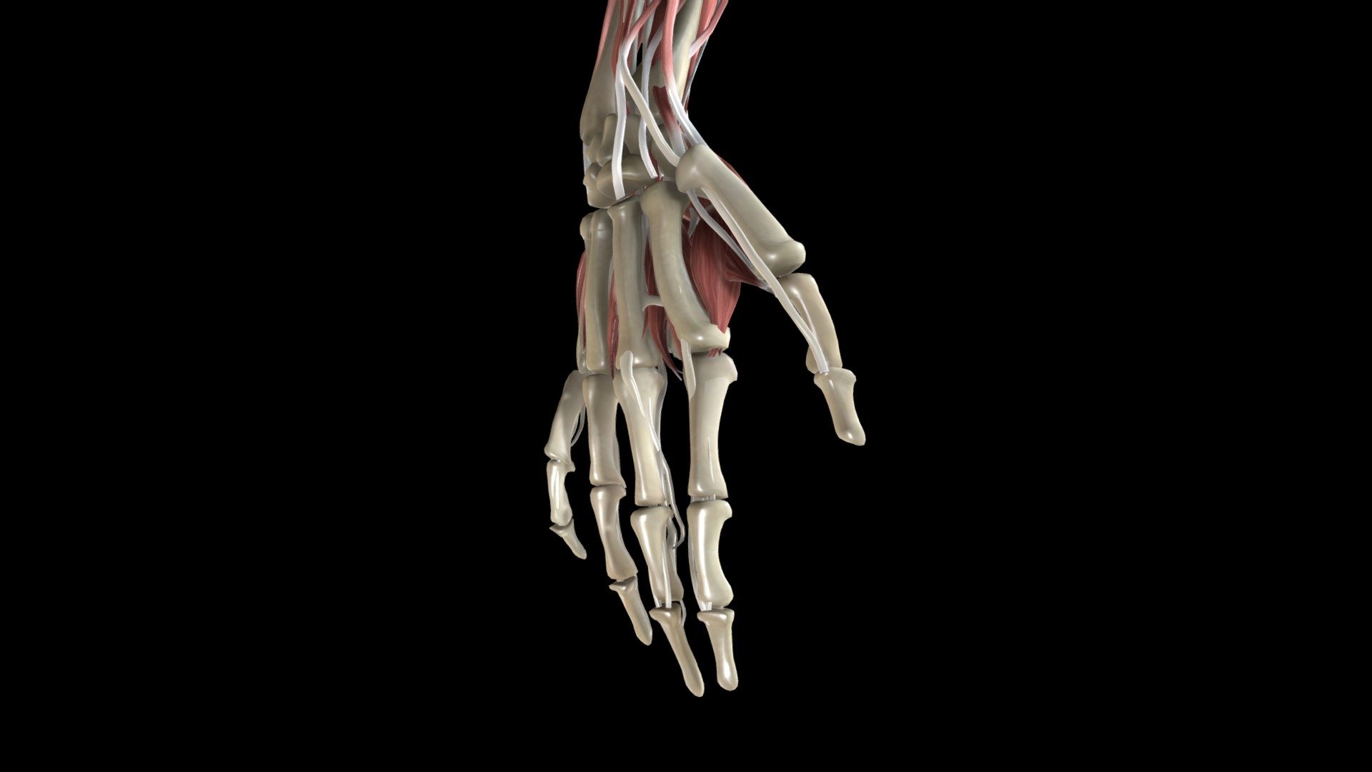 Wrist - Finkelstein's Exam: Female - 3D model by Dockive [011b4ba ...