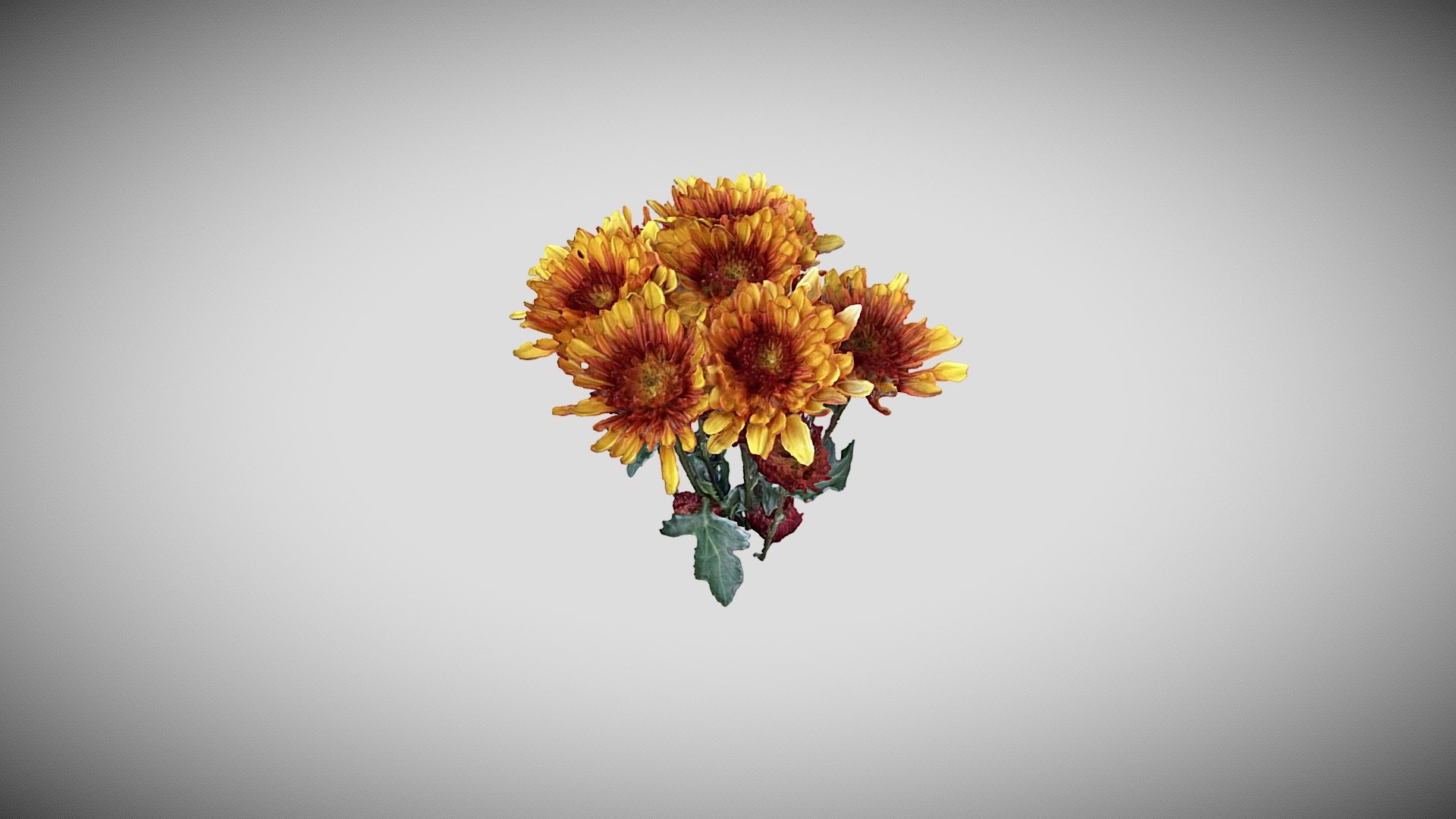 Mums Fall Flowers - Download Free 3D model by M Parkinson (@chimaera ...
