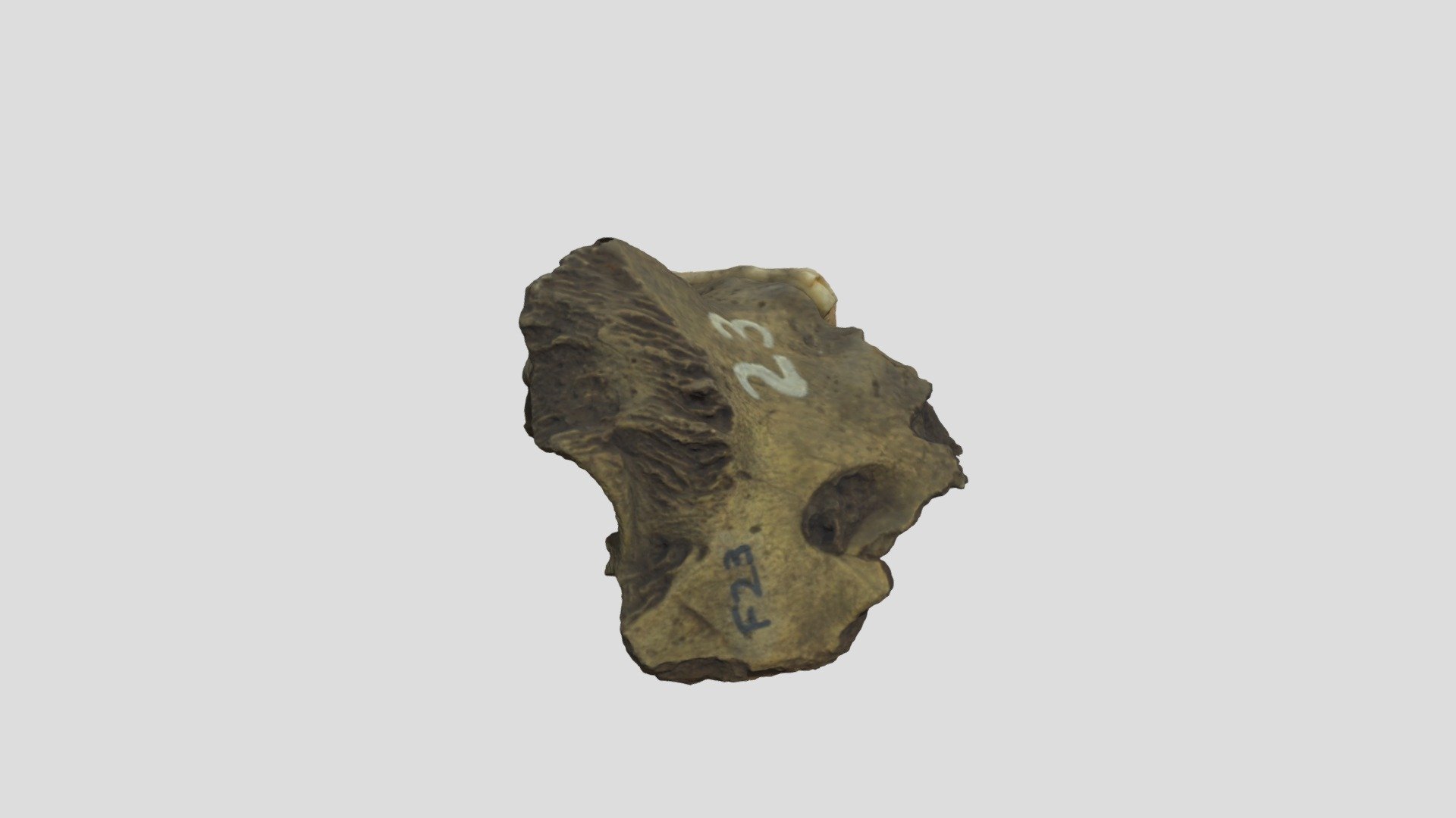 F23 Brown Bear Maxilla 1 - Download Free 3D model by JogdenBrad ...