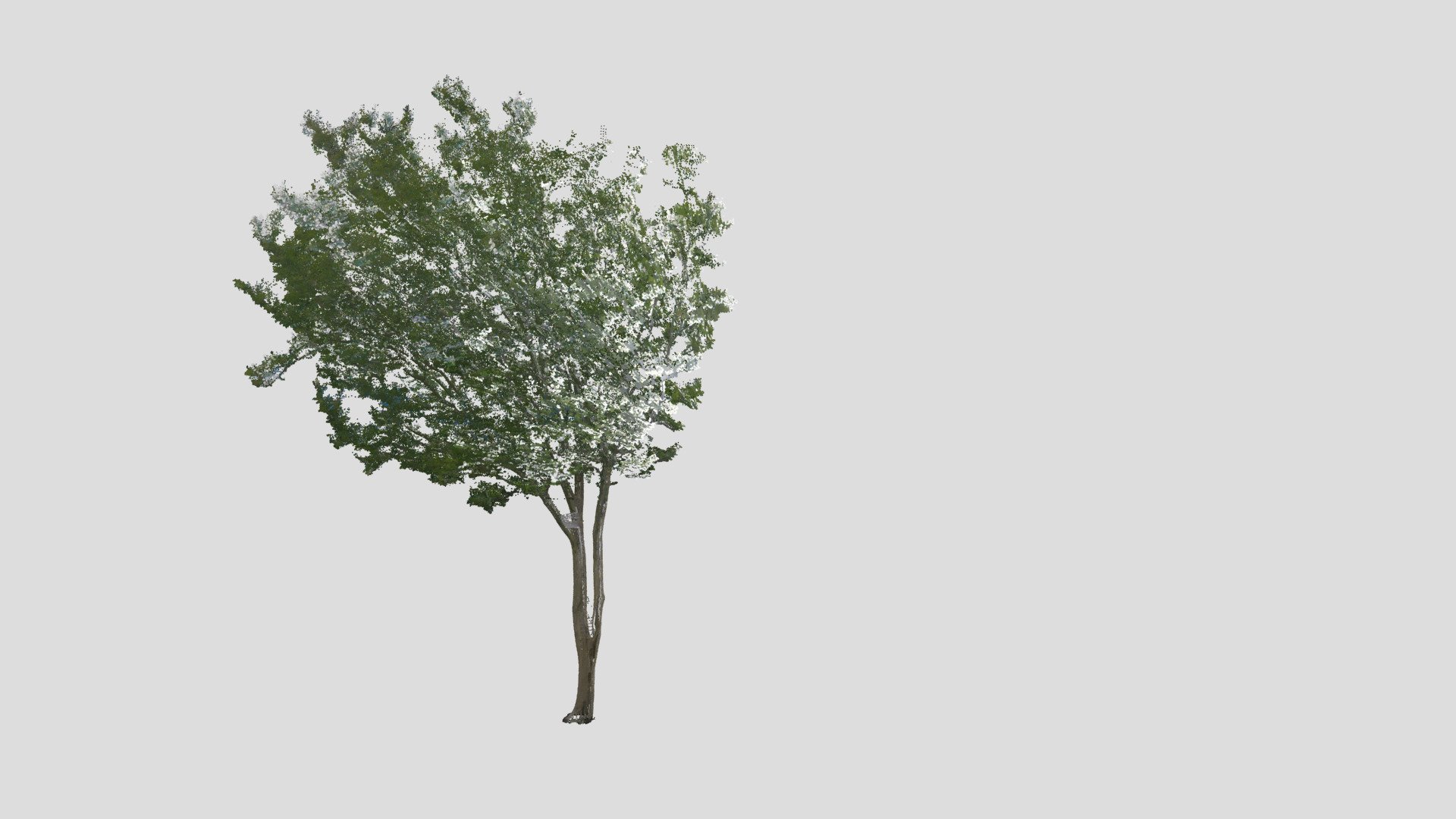 Tree Point Cloud - Buy Royalty Free 3D model by magnum_opus (@tree ...