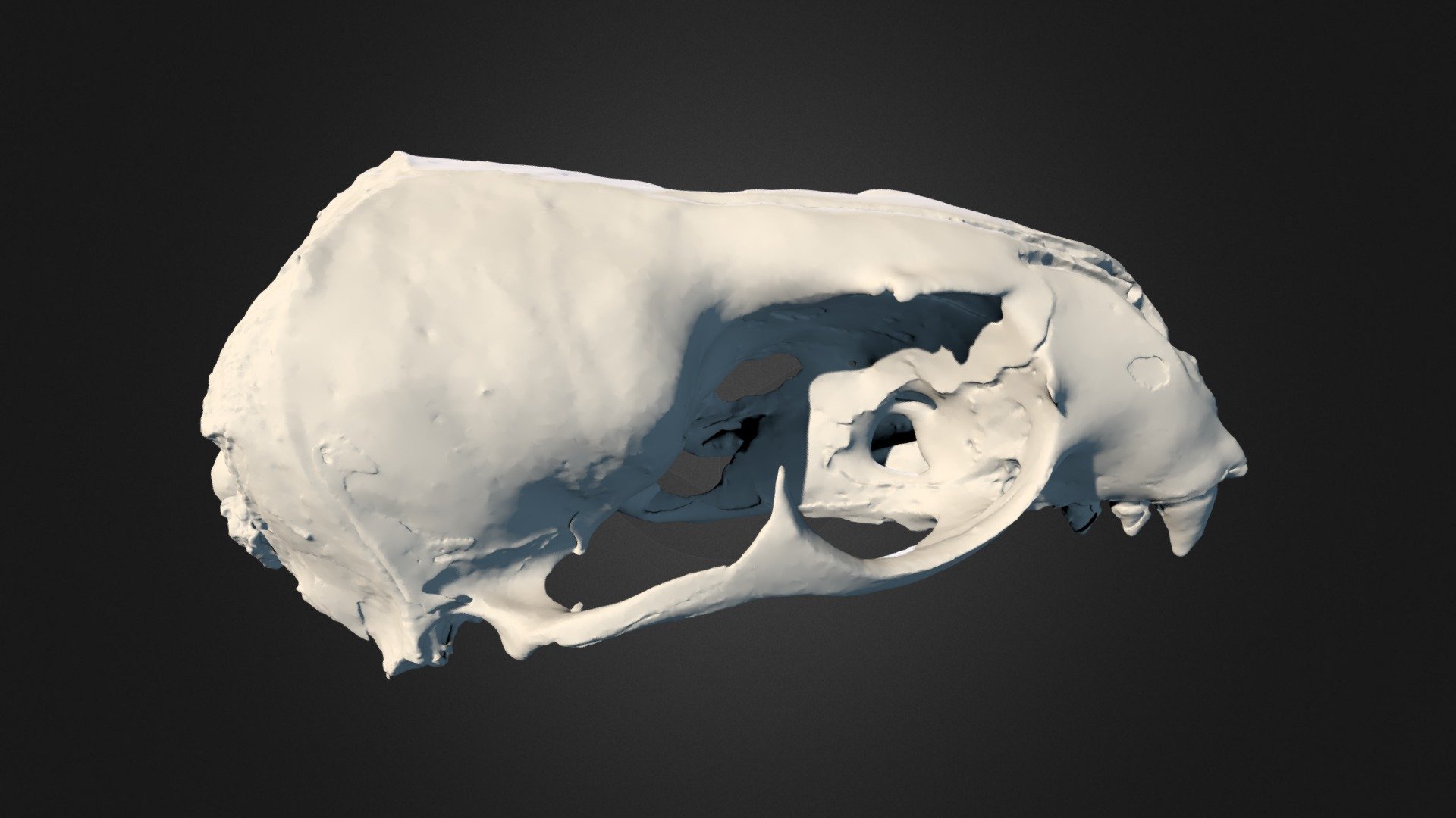 Partial Seal Skull - Buy Royalty Free 3D model by TheDarkSunProject ...