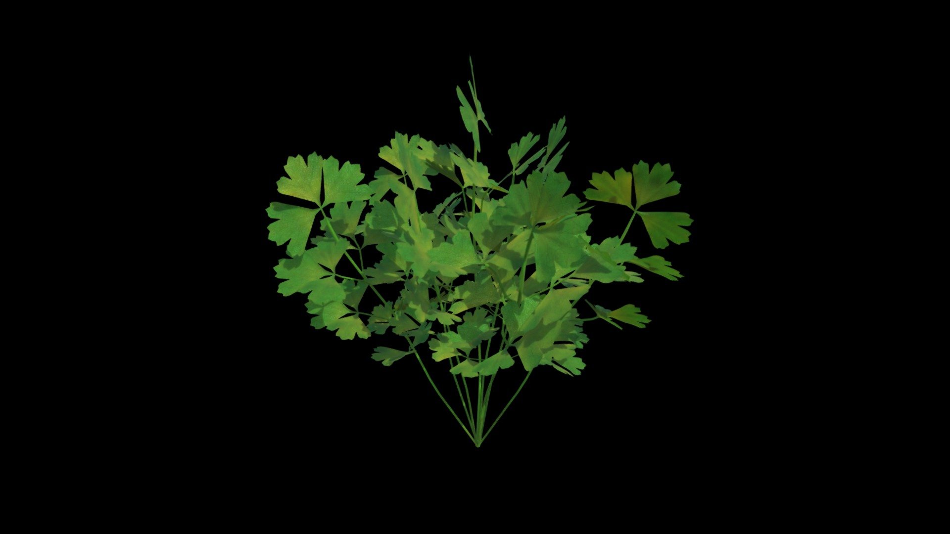 SM_parsley_bunch - 3D model by grgachs [012b0cb] - Sketchfab