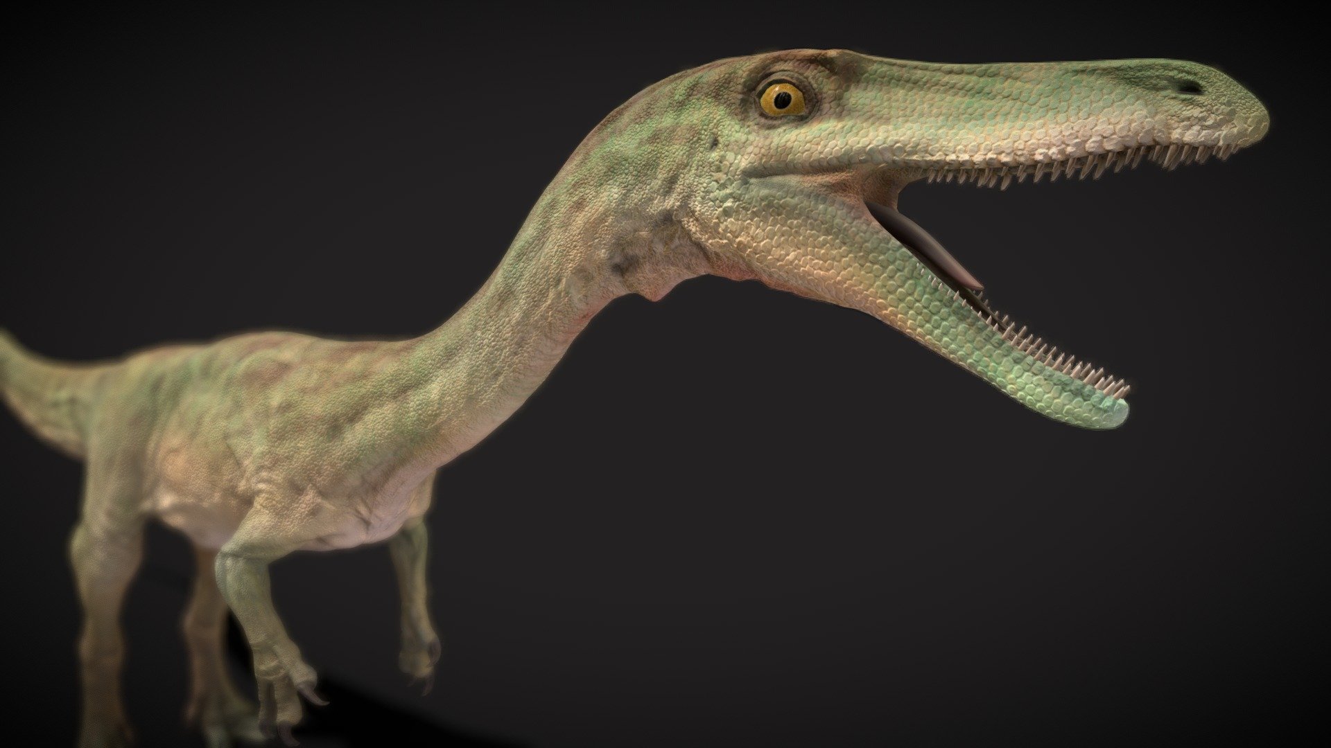 Ceoloyphysis - Download Free 3D model by robertfabiani [012c3c6 ...