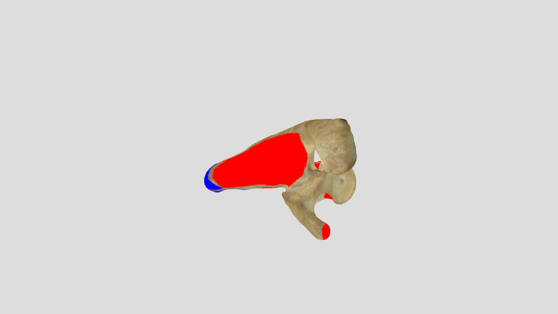 Scapula - UNTHSC - 3D model by Gonzales Lab Osteology ...